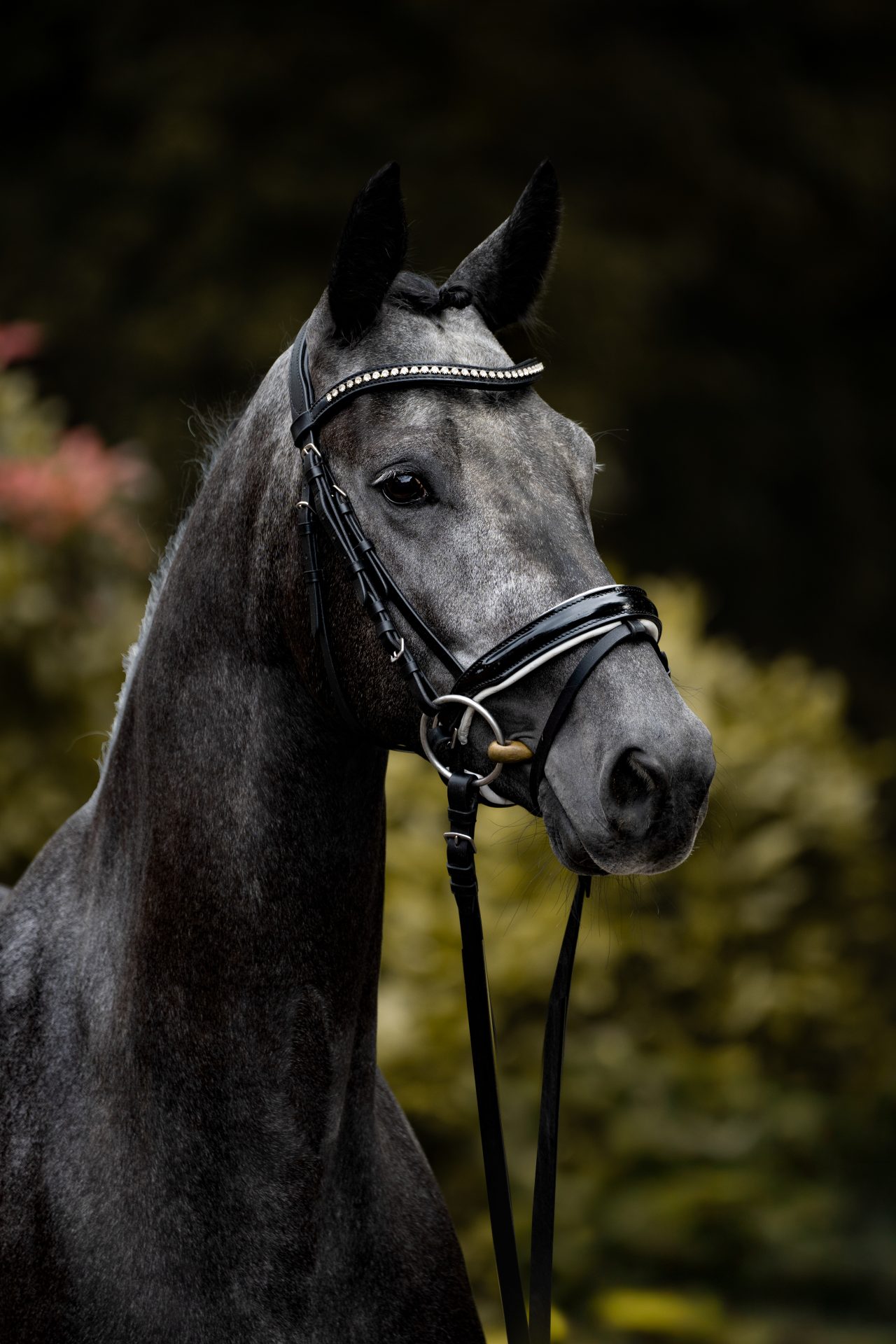 Borgel Sporthorses